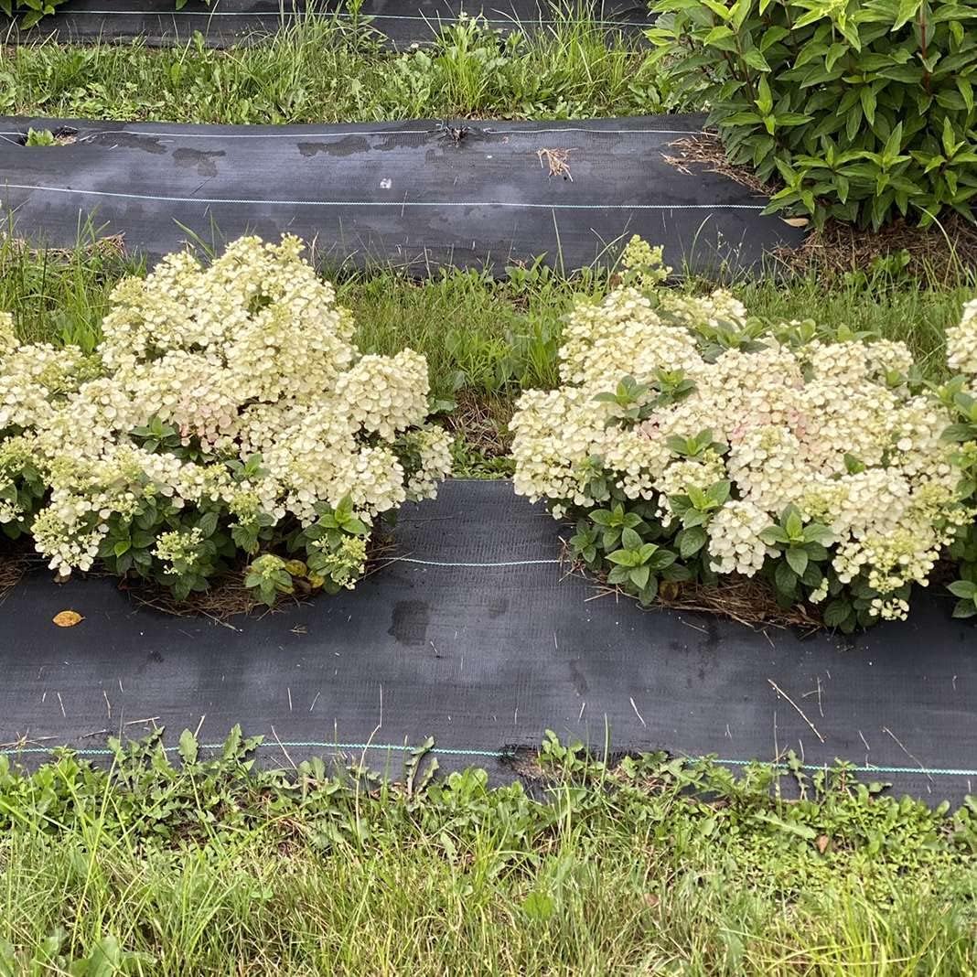 Hortensia de panícula Tiny Quick Fire de 1 galón (Paniculata), planta ...