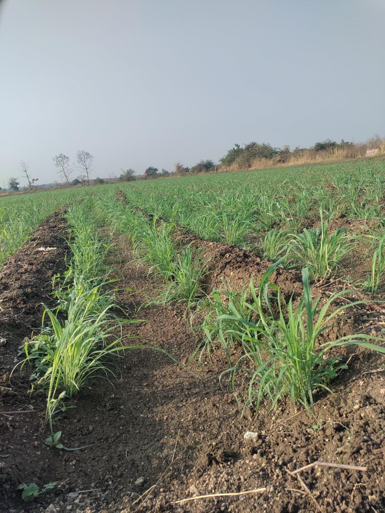 SK ORGANIC COFS 29 Multicut Grass Seeds for cow buffalo goat cattle ...