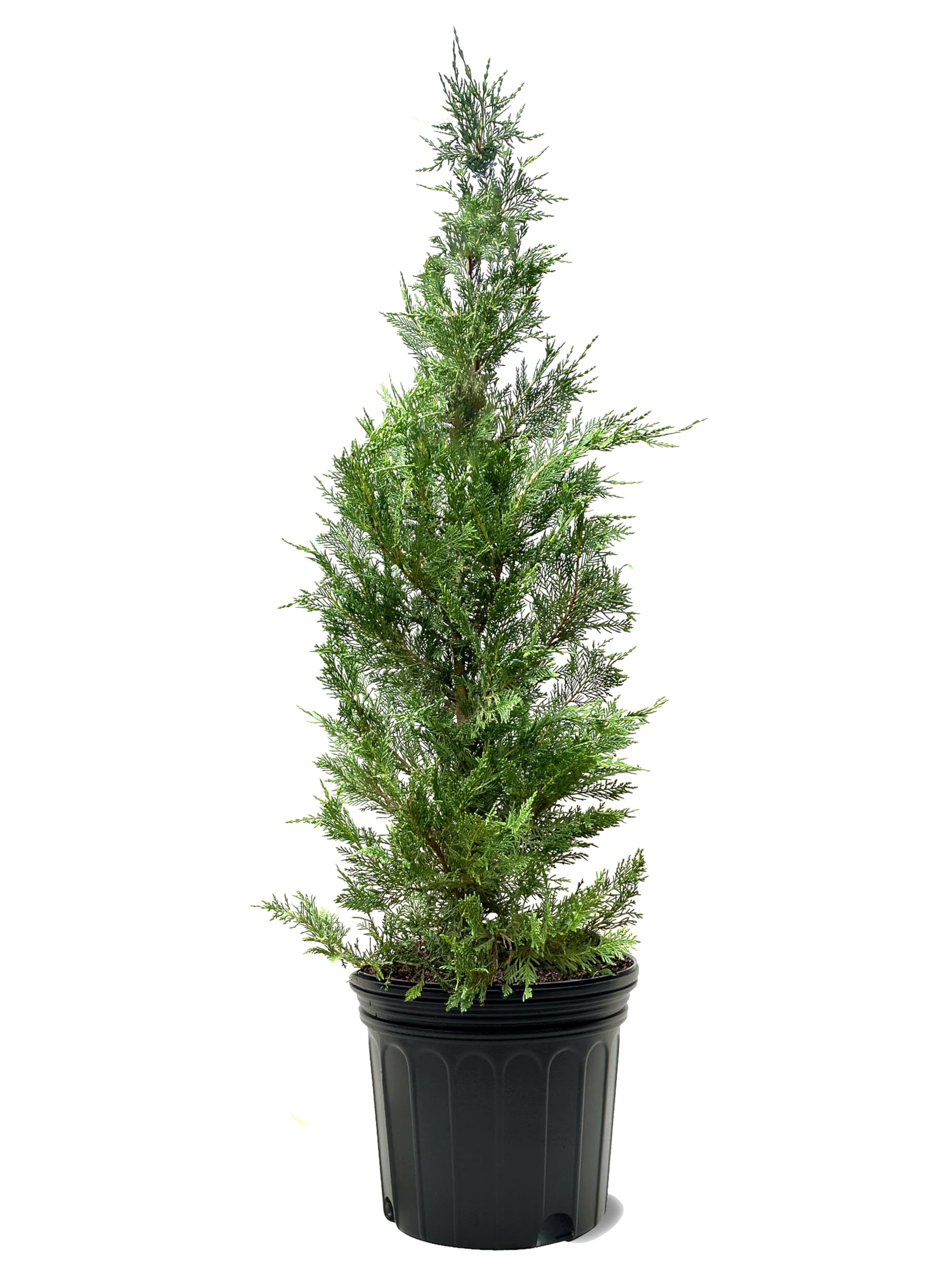 Leyland Cypress Evergreen Trees