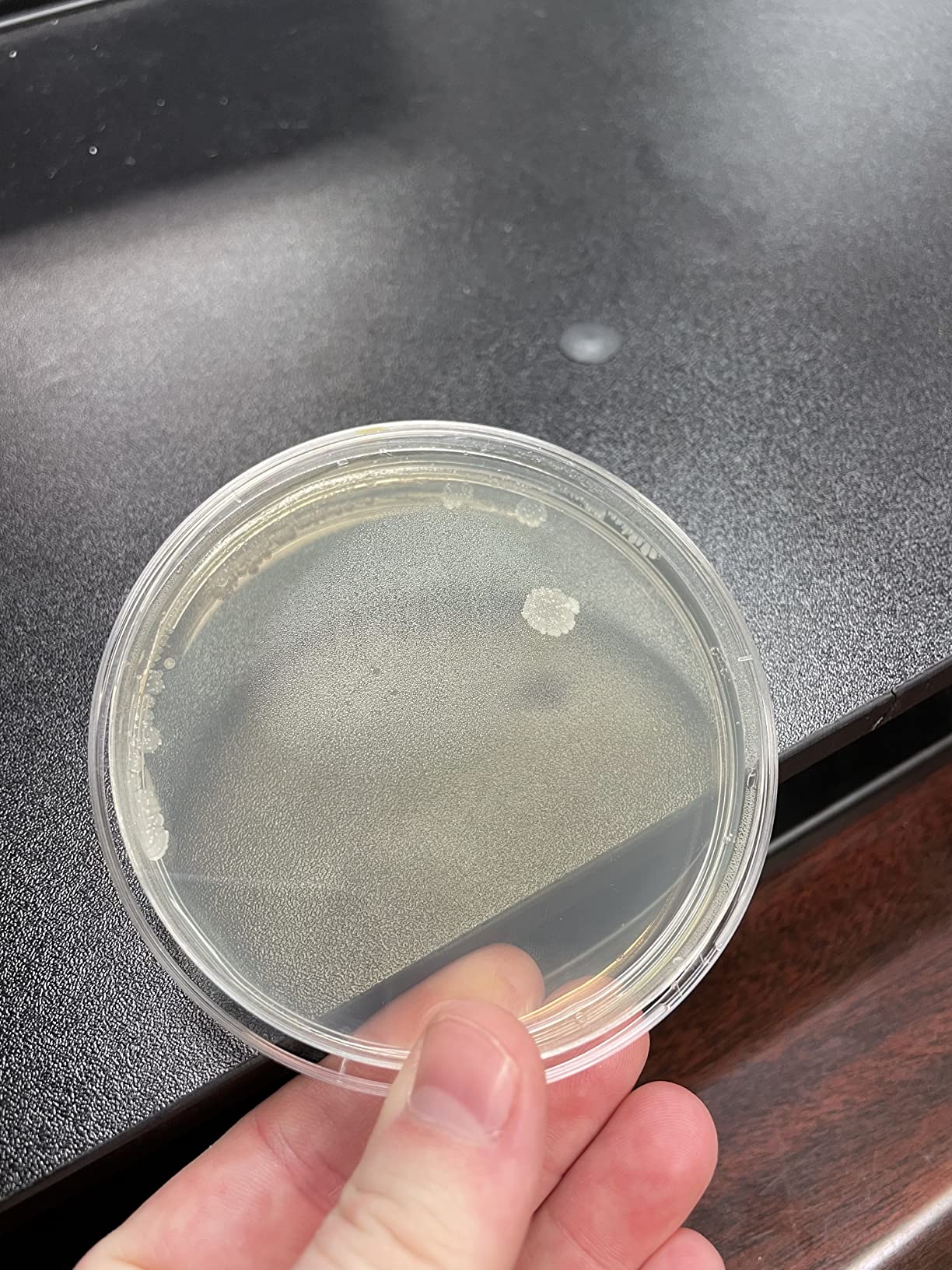 $5/mo - Finance Nutrient Agar Science Project Kit by Evviva Sciences ...