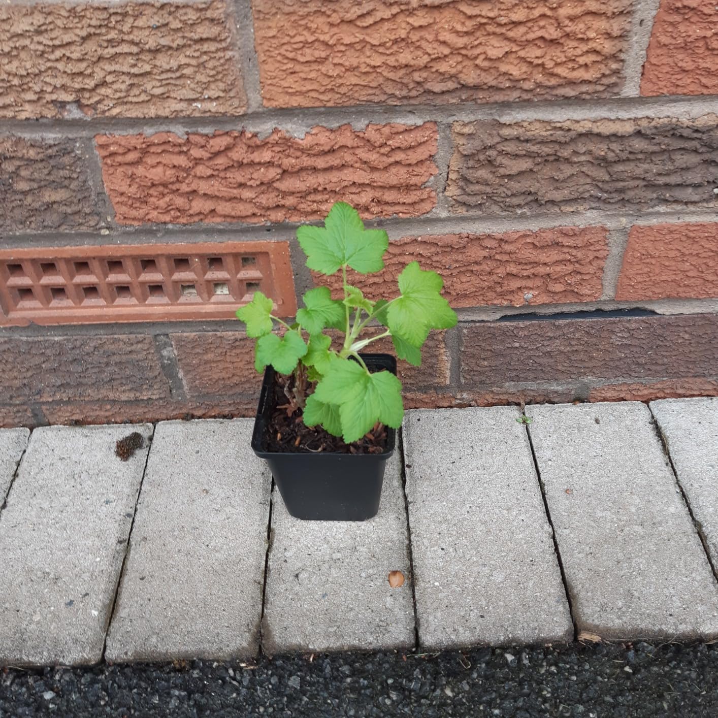 Ribes sanguineum 'Pulborough Scarlet' Flowering Currant Deciduous Plant ...