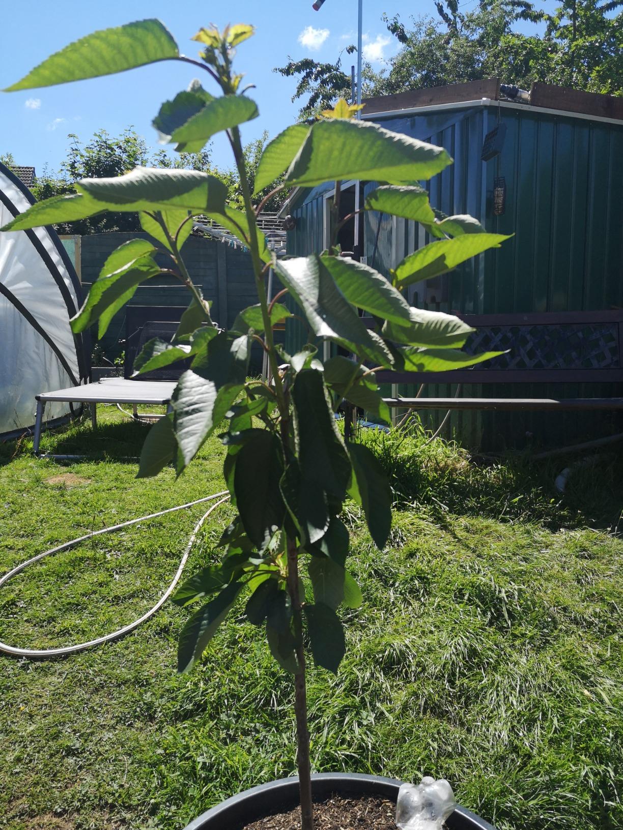 Große Schwarze Knorpelkirsche, Kirschbaum Buschbaum, Prunus avium ...