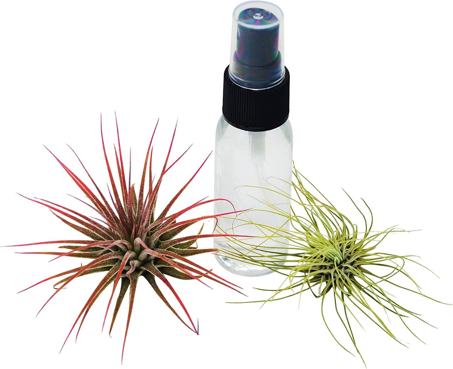Amazon.com : 2 Pack Air Plant Assortment w/Spray Bottle / 2 Different ...