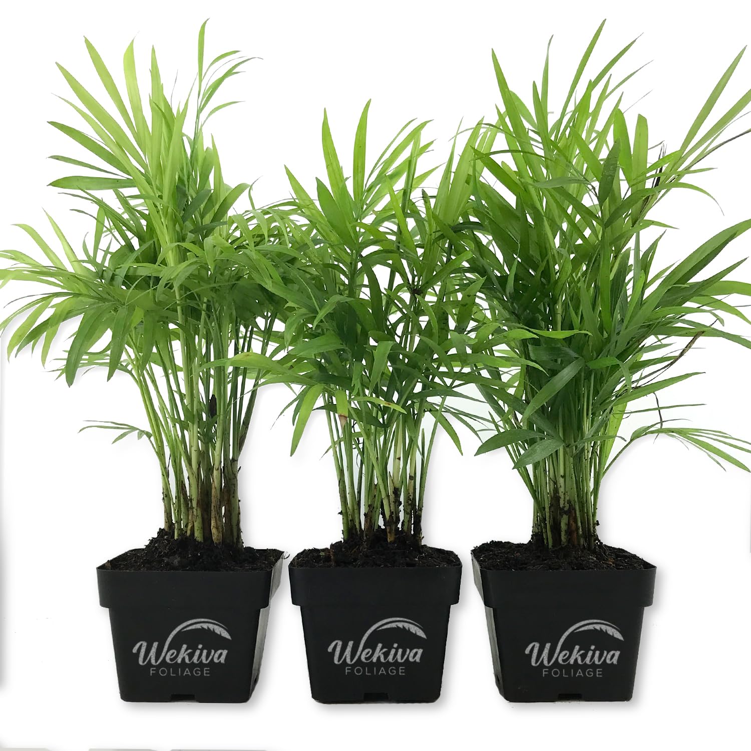 Amazon.com : Neanthe Bella Parlor Palm - 3 Live Plants in 3 Inch Pots ...