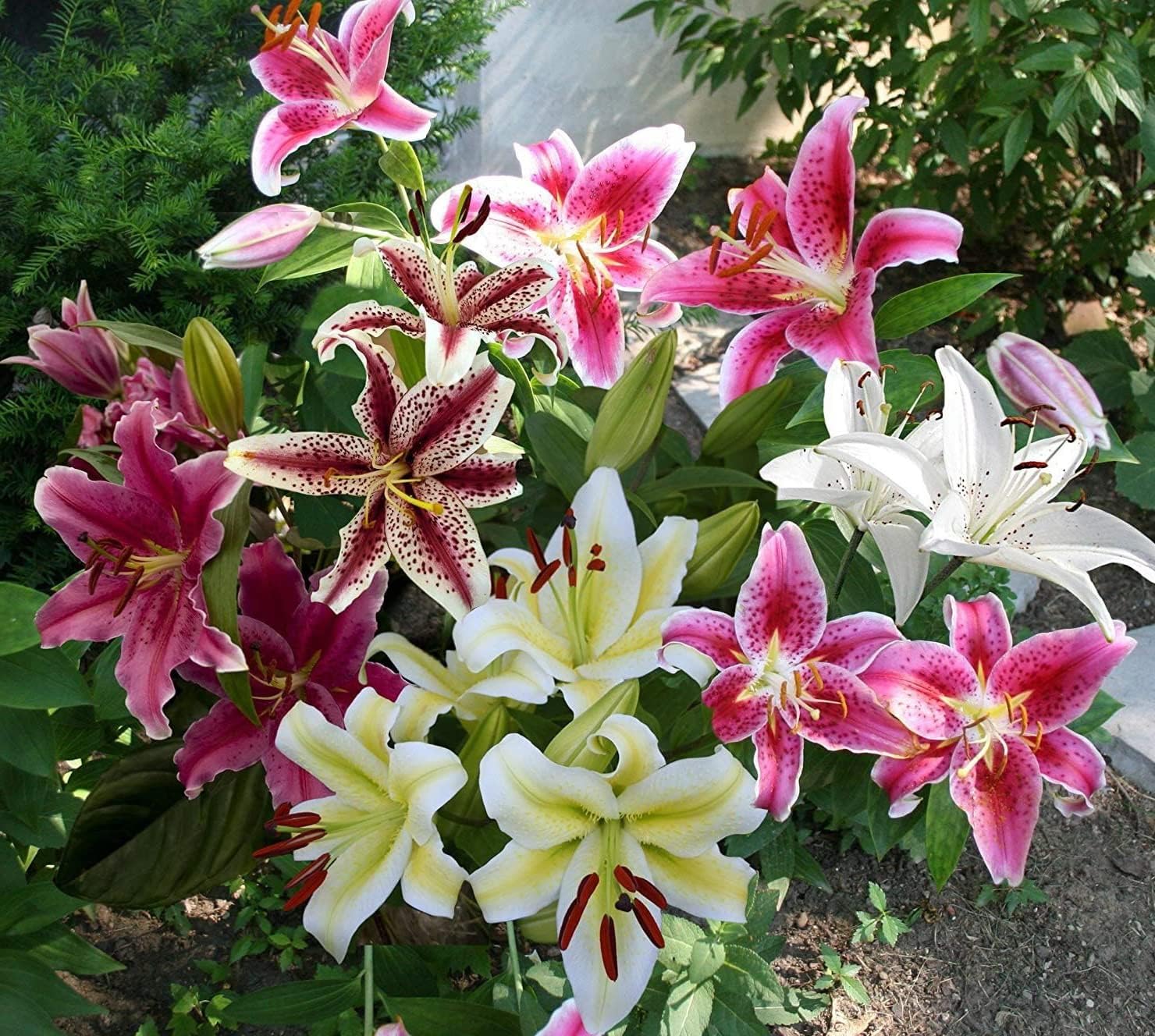 Oriental Lily Mix Bulbs - Fragrant, Tall, Stately Nepal | Ubuy
