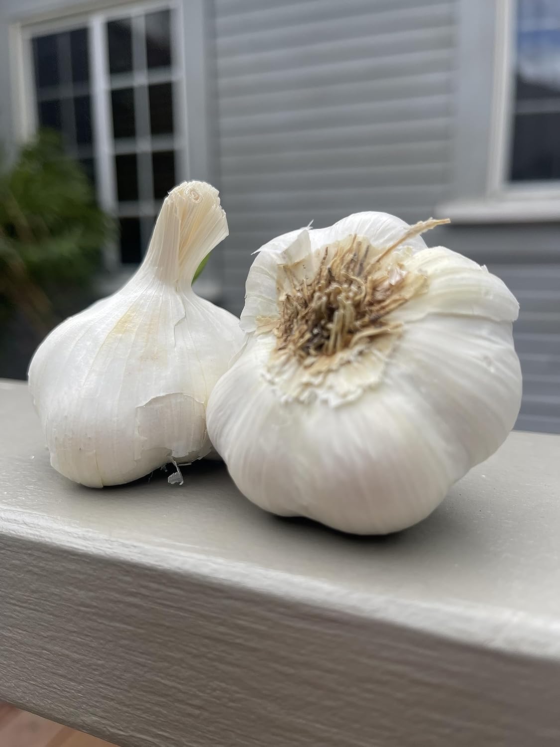Amazon.com: Fresh California Softneck Garlic 15 Bulbs for Planting and ...