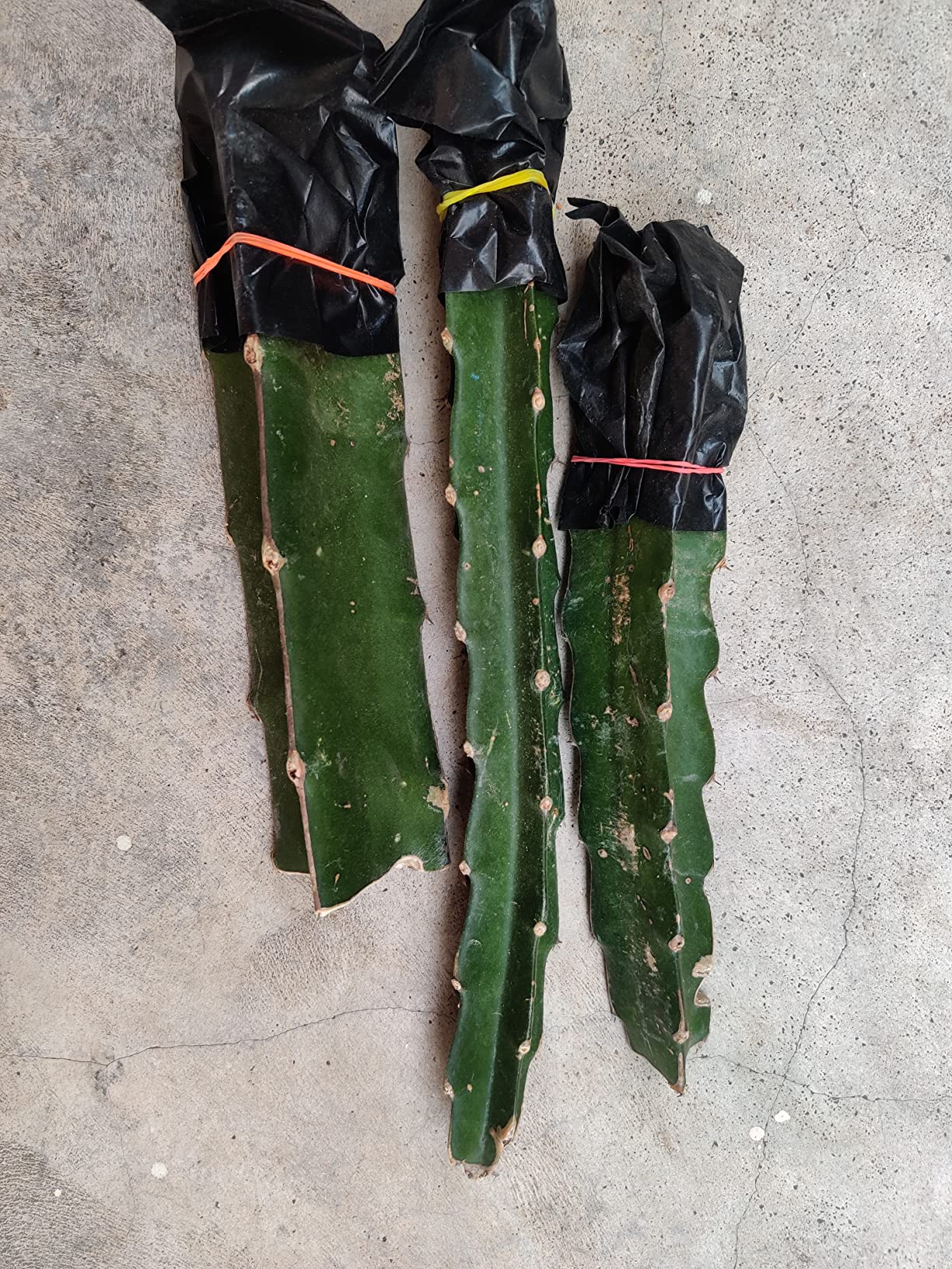 KRISHI MITRA FARM Dragon Fruit Live Plant (Moroccan Red Dragon) - 6" to ...