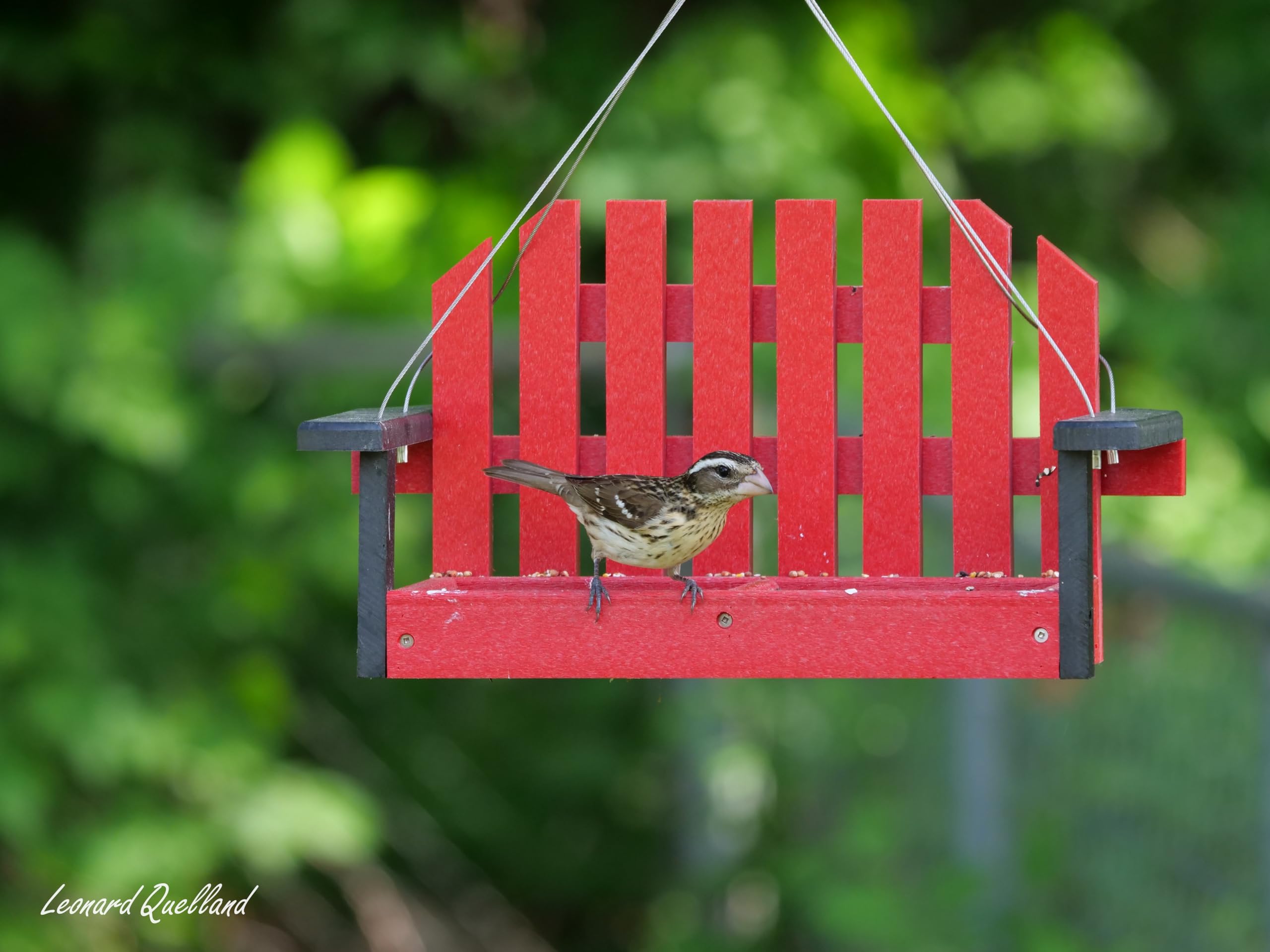 Snapklik.com : AmishToyBox Porch Swing Bird Feeder, Eco-Friendly Poly ...