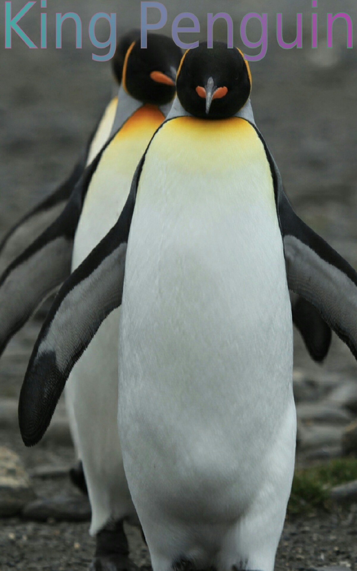 Penguins of Antarctica - App on Amazon Appstore