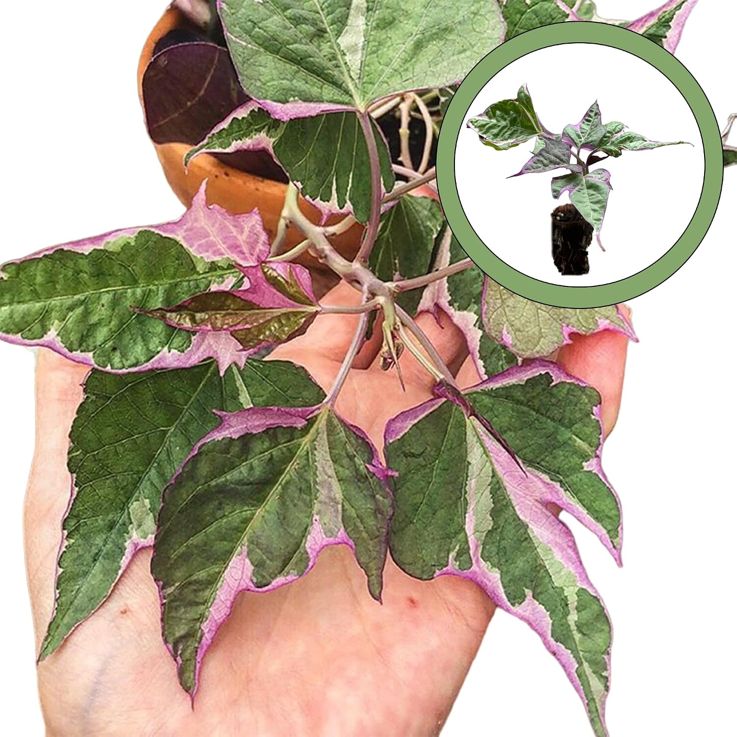 Amazon.com : Generic Ipomoea Tricolor “Tricolor Sweet Potato Vine ...