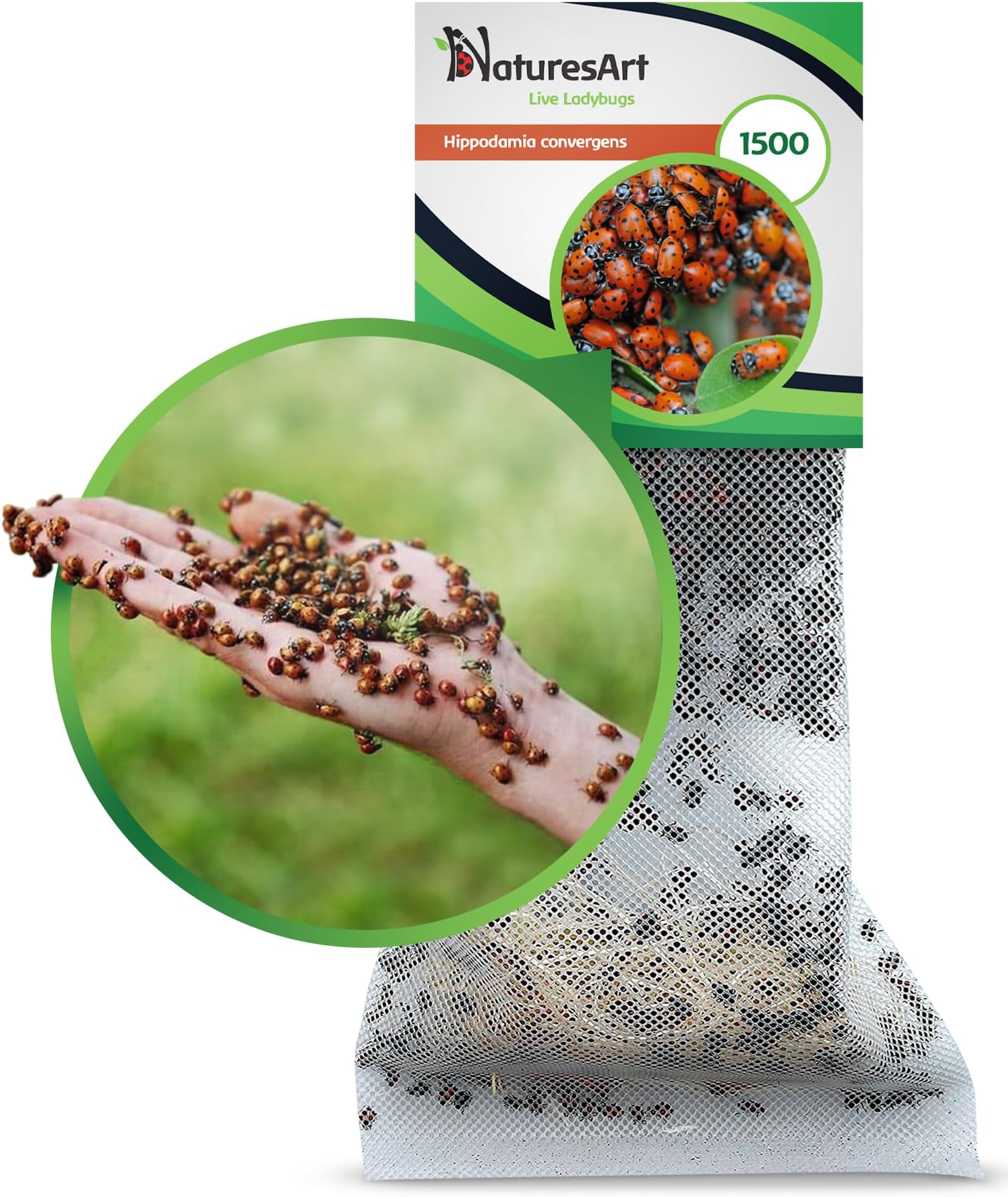 Amazon.com : NaturesArt 1500 Live Ladybugs - Good Bugs for Garden ...
