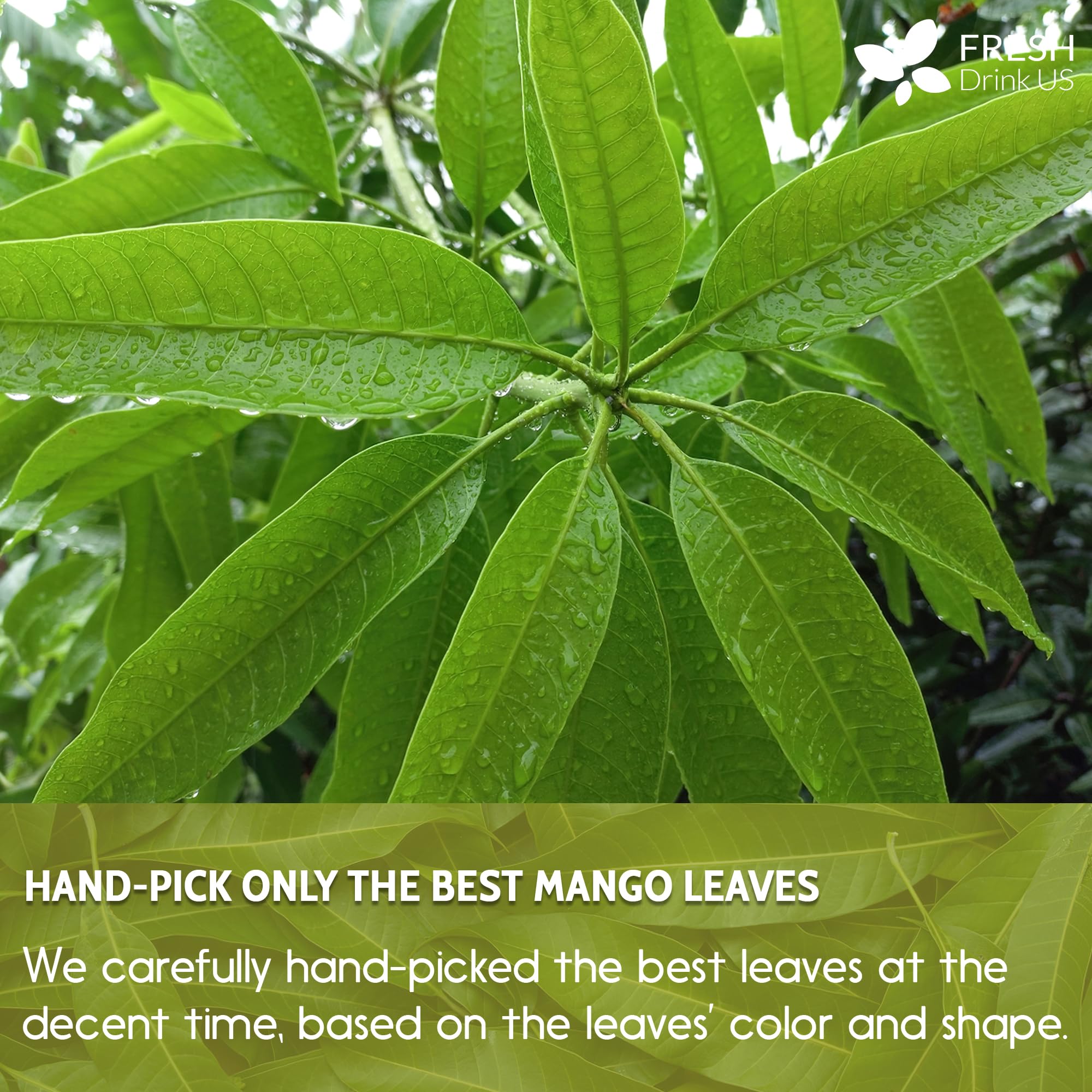 Mango Tree Leaves