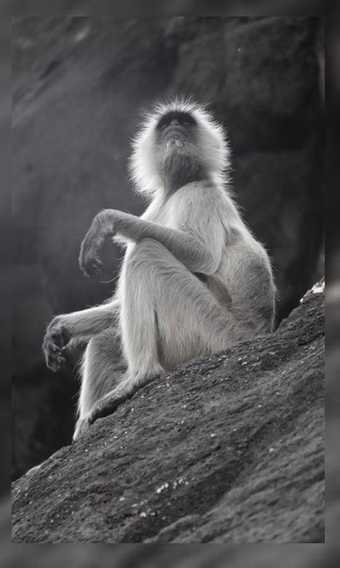 4K Monkey Wallpapers - App on Amazon Appstore