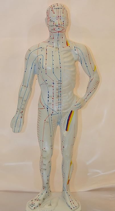 Amazon.com: Chinese Acupuncture Model, 26 cm Height, 10" Tall, Human ...