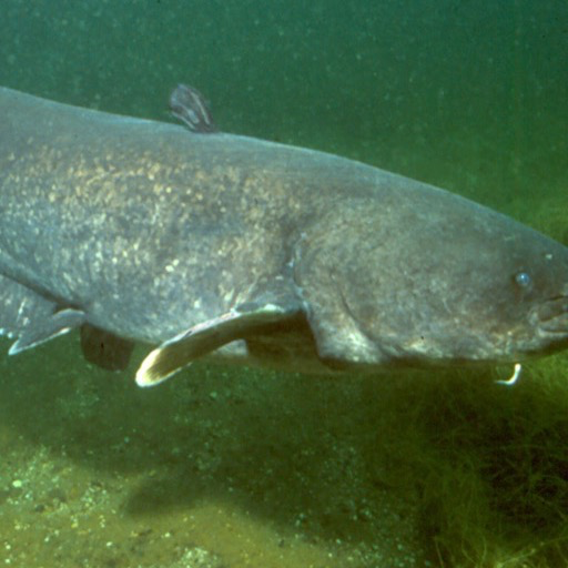 Catfish Wallpaper -- HD Wallpapers of Catfish! - App on Amazon Appstore