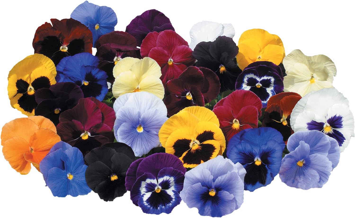 Amazon.com : Burpee Atlas Mix Pansy Seeds 35 seeds : Patio, Lawn & Garden