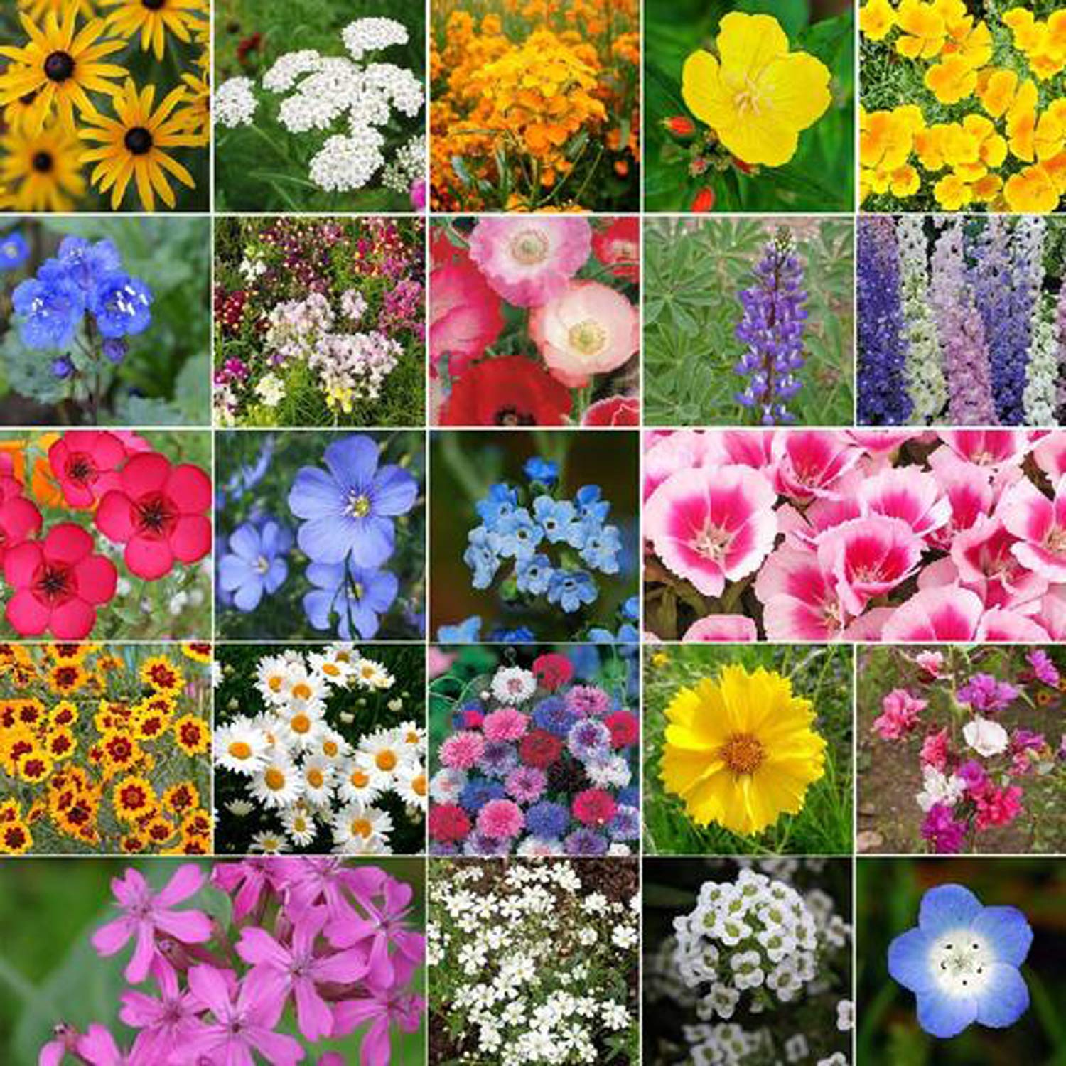 Amazon.com : UtopiaSeeds California Native Mixed Wildflower Seeds - 23 ...