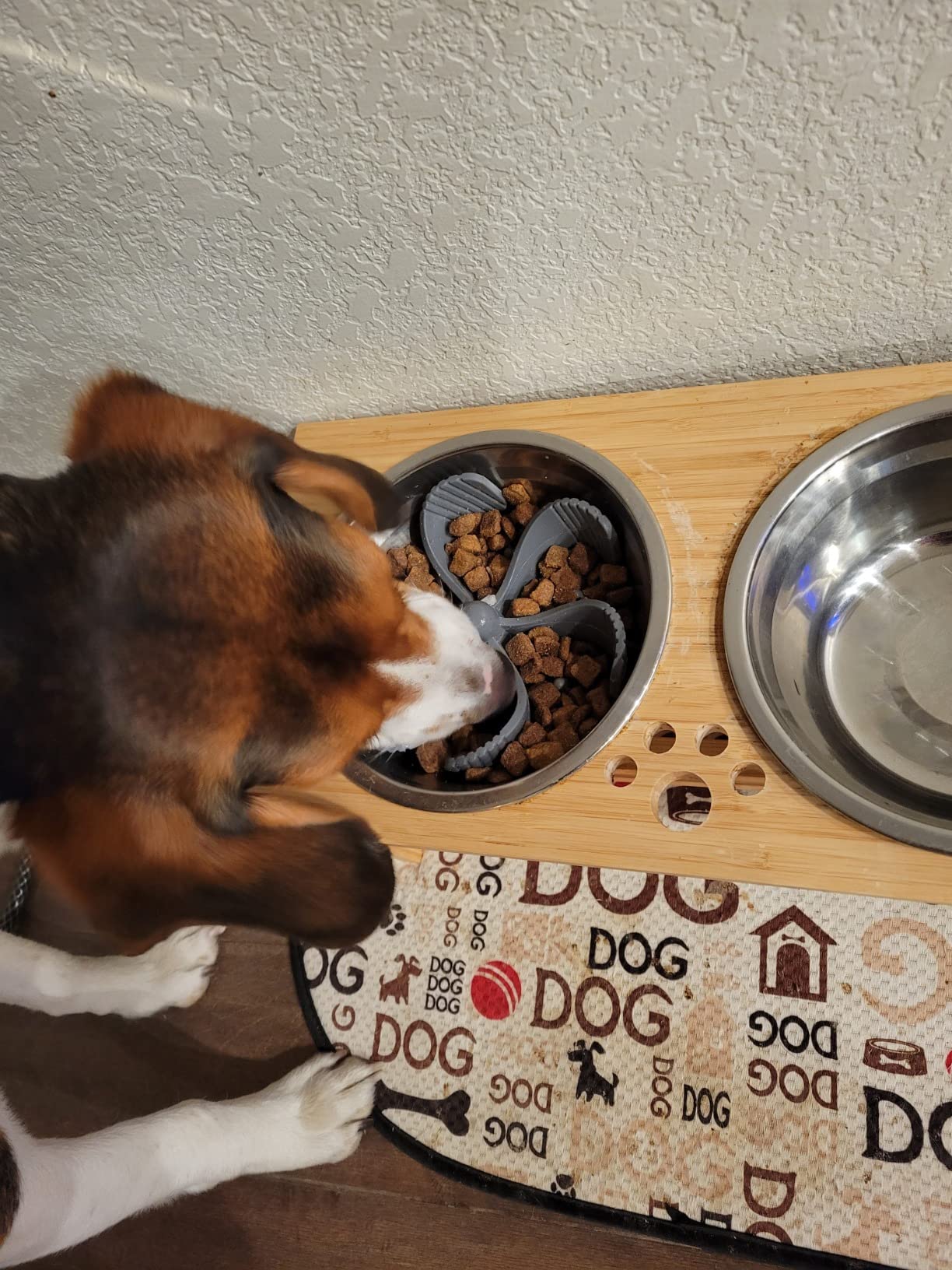 Pet Supplies : 【2 Pack + 2 Blue Bowl】 Slow Feeder Dog Bowl Insert 2 ...