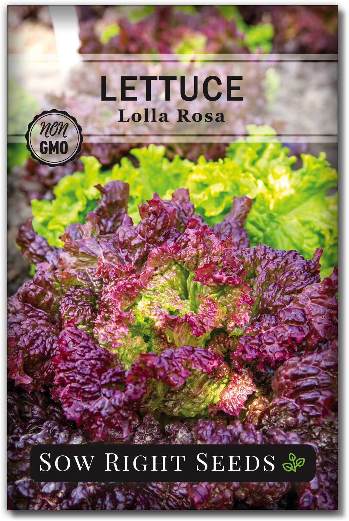 Amazon.com : RAISE ME UP: Seeds Indoor Lettuce Green Leaf Balcony Non ...