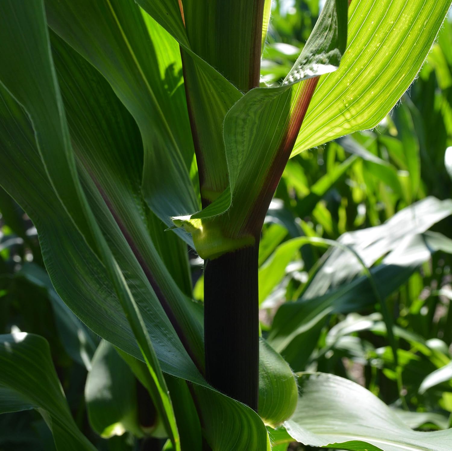 Amazon.com : Seneca Red Stalker Corn - 50 Seeds - Heirloom & Open ...