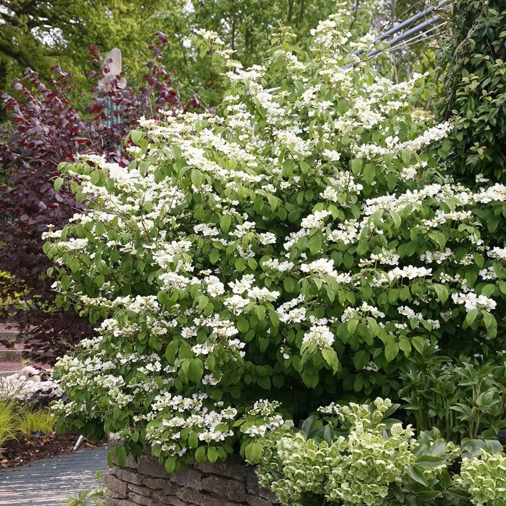 Viburnum Opulus Roseum | Snowball Tree (Syn. Viburnum Opulus Sterile ...