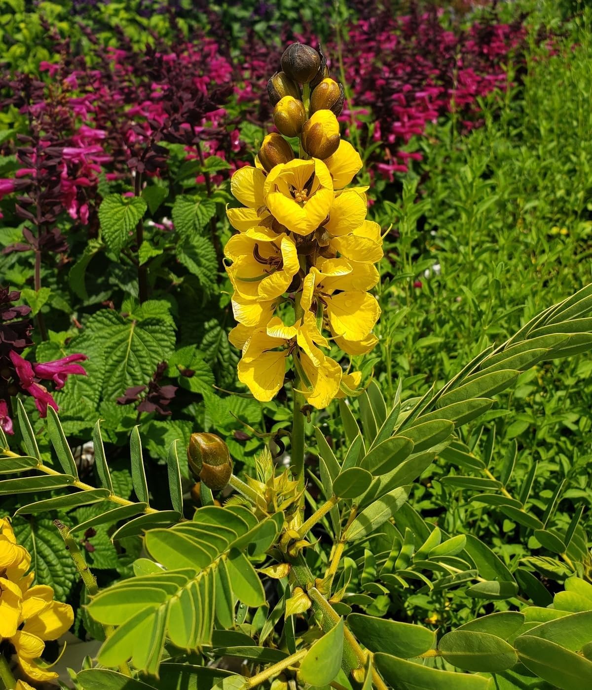 Amazon.com : Live Cassia Popcorn Plants – Pack of 2 – Unique Fragrant ...
