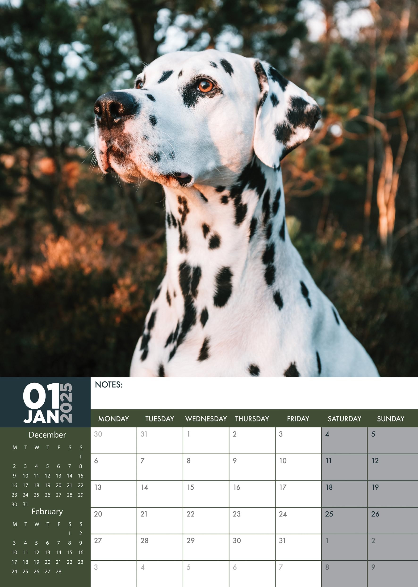 Dalmatian 2025 – A3 Size Wirobound Calendar – BigaMart