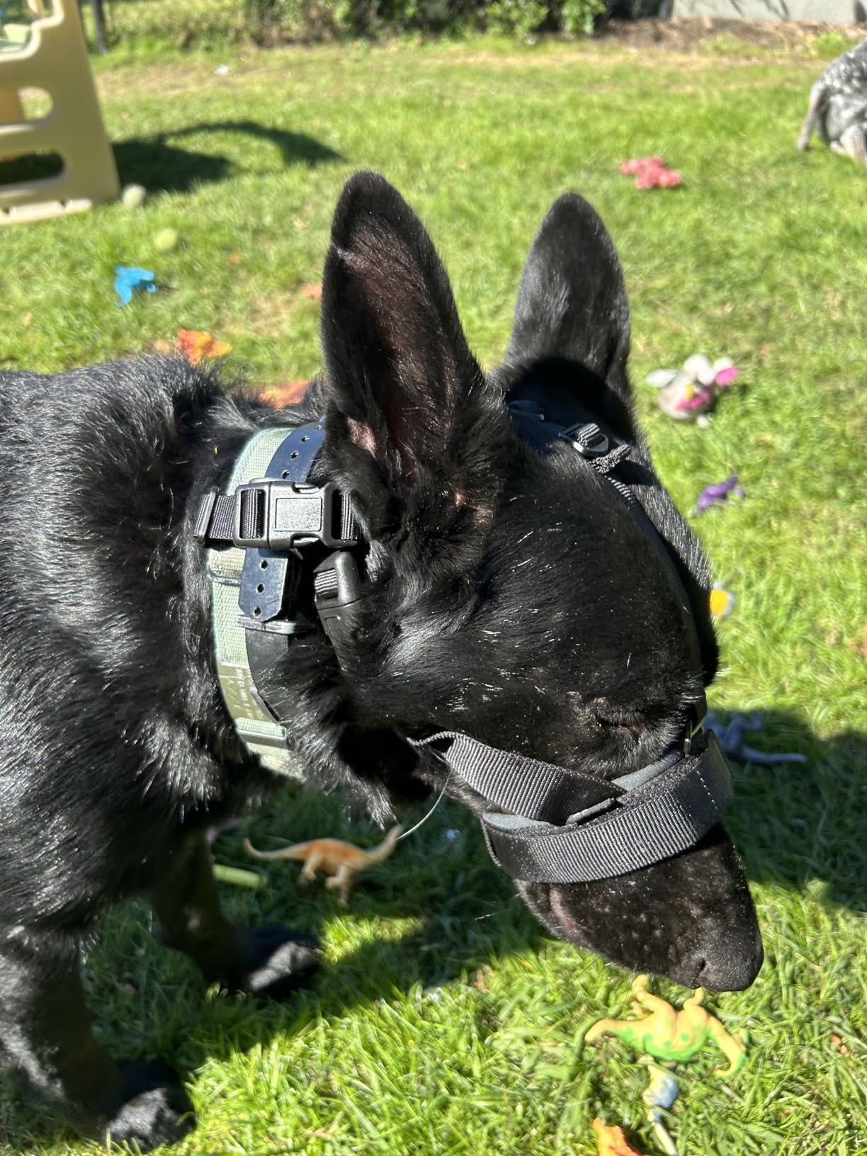 Amazon.com : Gentle Muzzle Guard for Dogs - Prevents Biting and ...