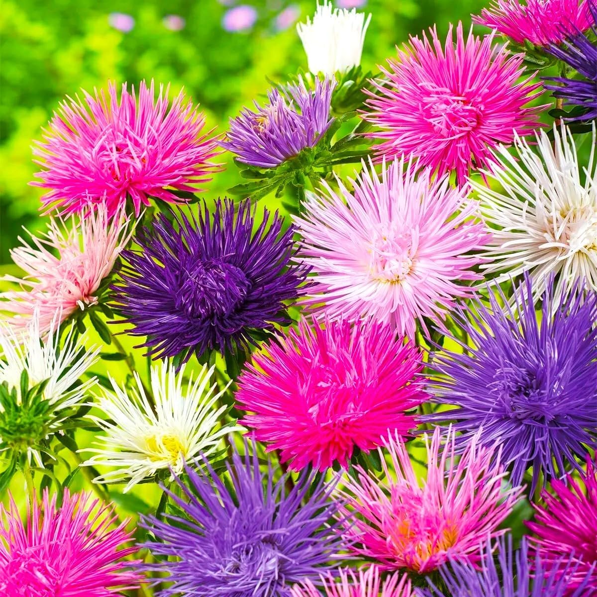 Needle Aster Mix 200 semillas para plantar – Yaxa Colombia