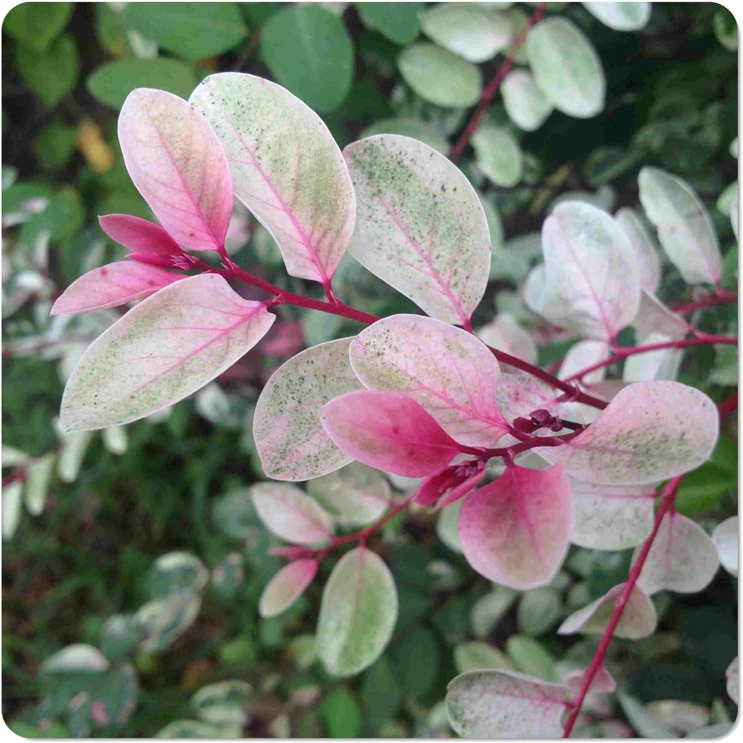 Amazon.com : Hawaiian Snowbush - Snow on The Mountain - Breynia ...