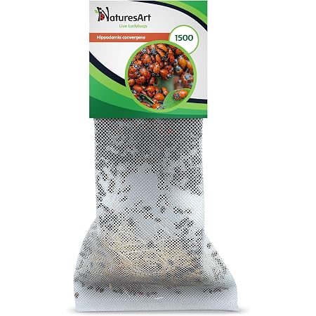Amazon.com : C & C 1500 Live Ladybugs for Garden - Bag of Live Ladybugs ...