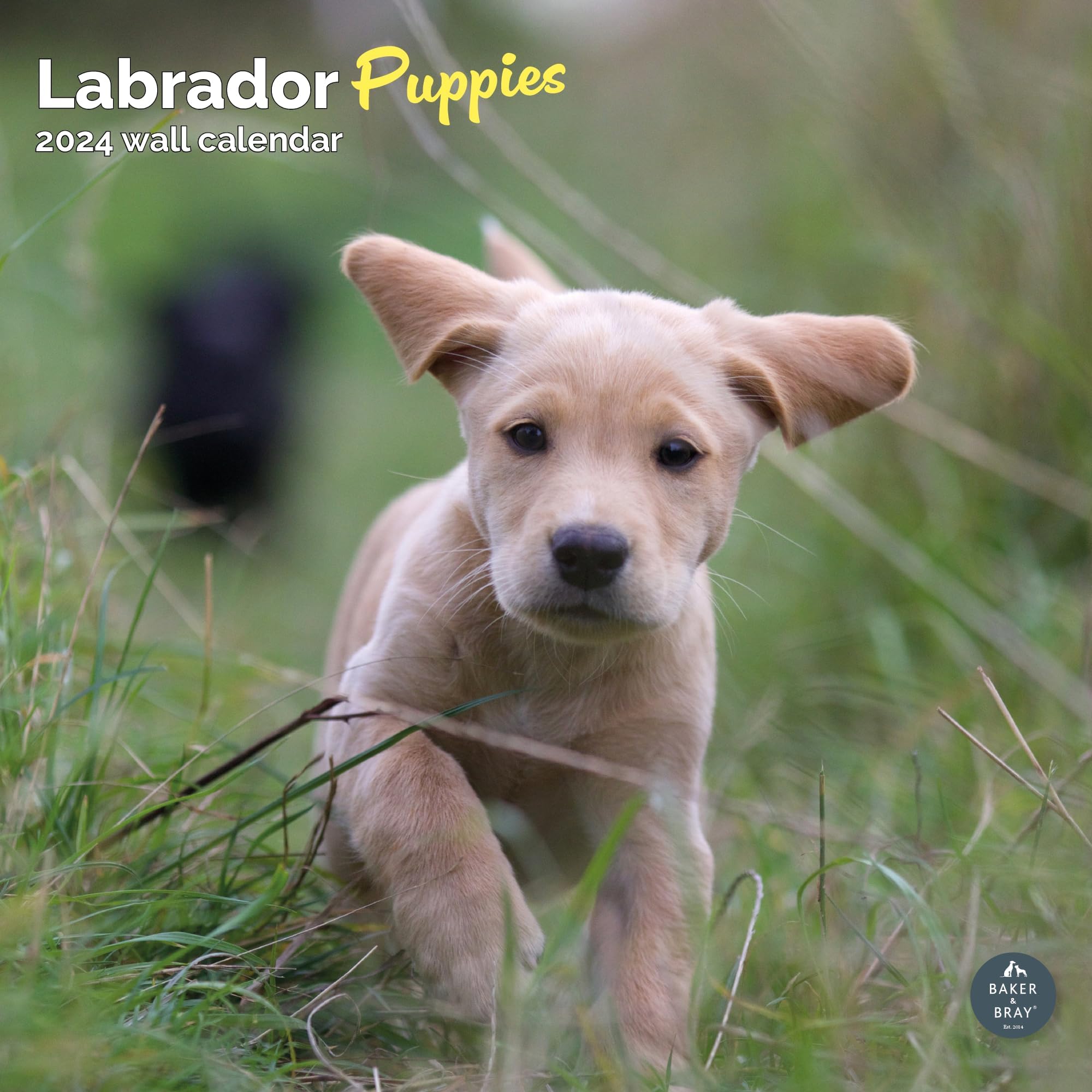 Black Labrador Puppies Calendar 2024 | Square Dog Puppy Breed Wall ...