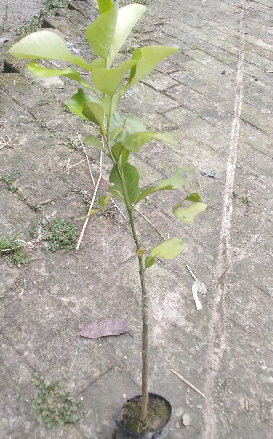 BISWAS PLANTS HOUSE` Thai Pomelo Citrus Maxima/Batabi Lebu Sweet Fruit ...