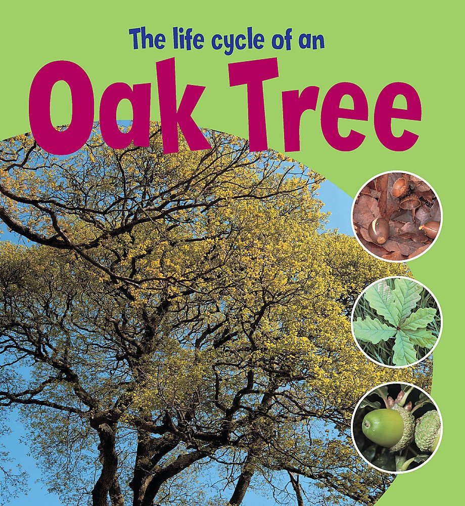 Learning About Life Cycles: The Life Cycle of an Oak Tree: Amazon.co.uk ...
