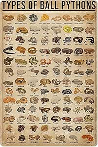 Amazon.com : Types Of Ball Pythons Metal Tin Signs Ball Python Breed ...