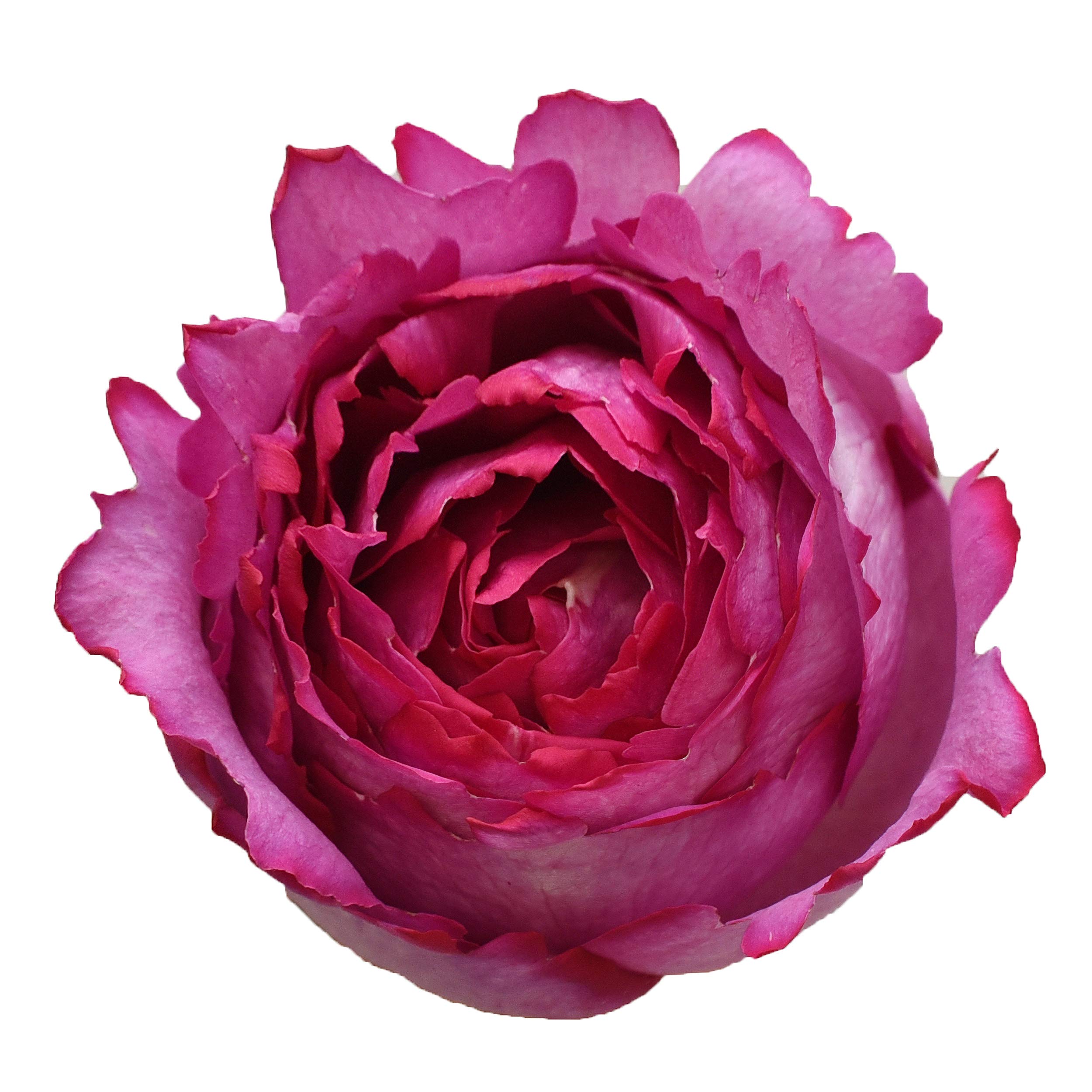 Amazon.com : Garden Roses, Yves Piaget, 36 Stems : Grocery & Gourmet Food
