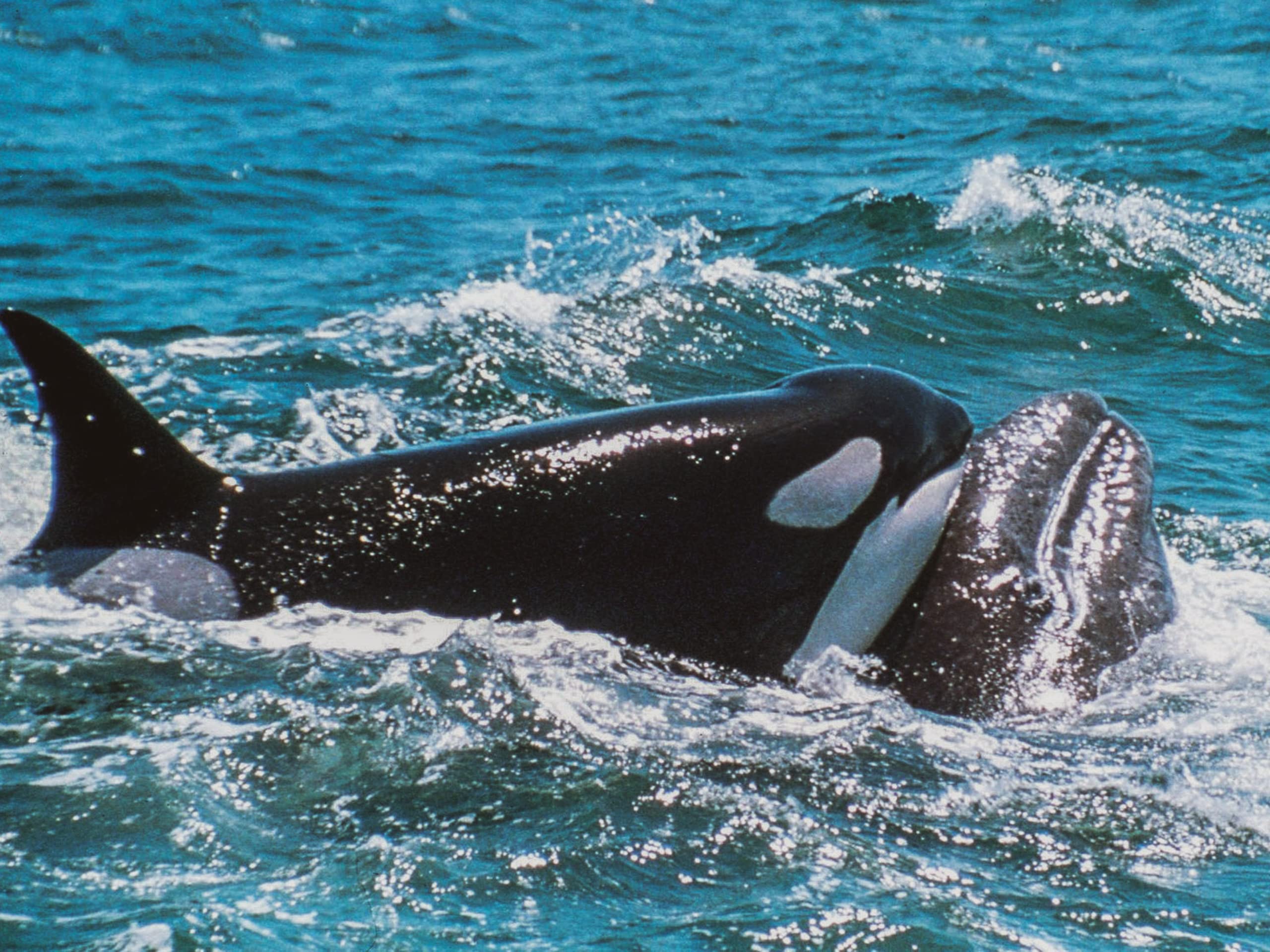 Amazon.de: The Blue Planet - Season 1 ansehen | Prime Video