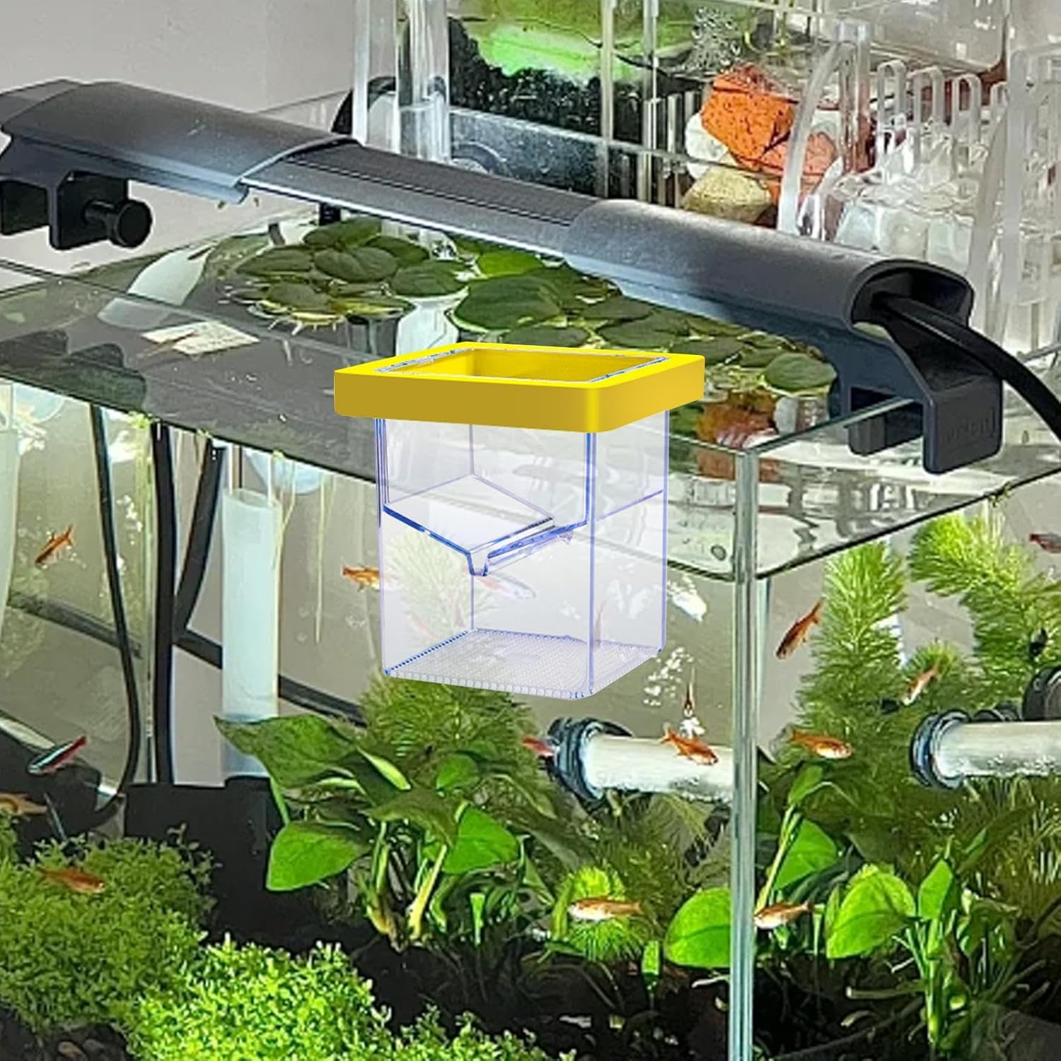 Fish Breeding Isolation Box Incubation Box Floating Philippines | Ubuy
