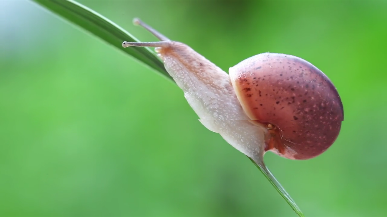 Video Touch - Bugs & Insects - App on Amazon Appstore