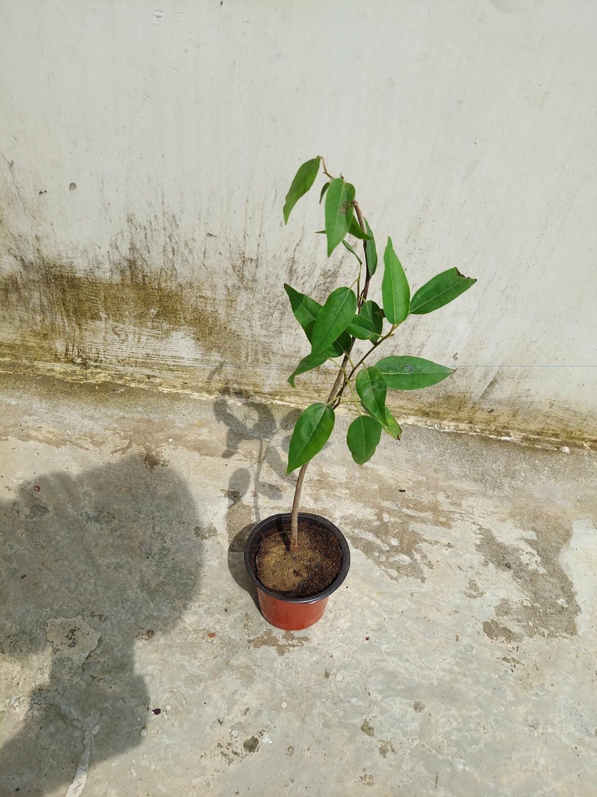 Pilkhan Plant (Ficus Virens) : Amazon.in: Garden & Outdoors