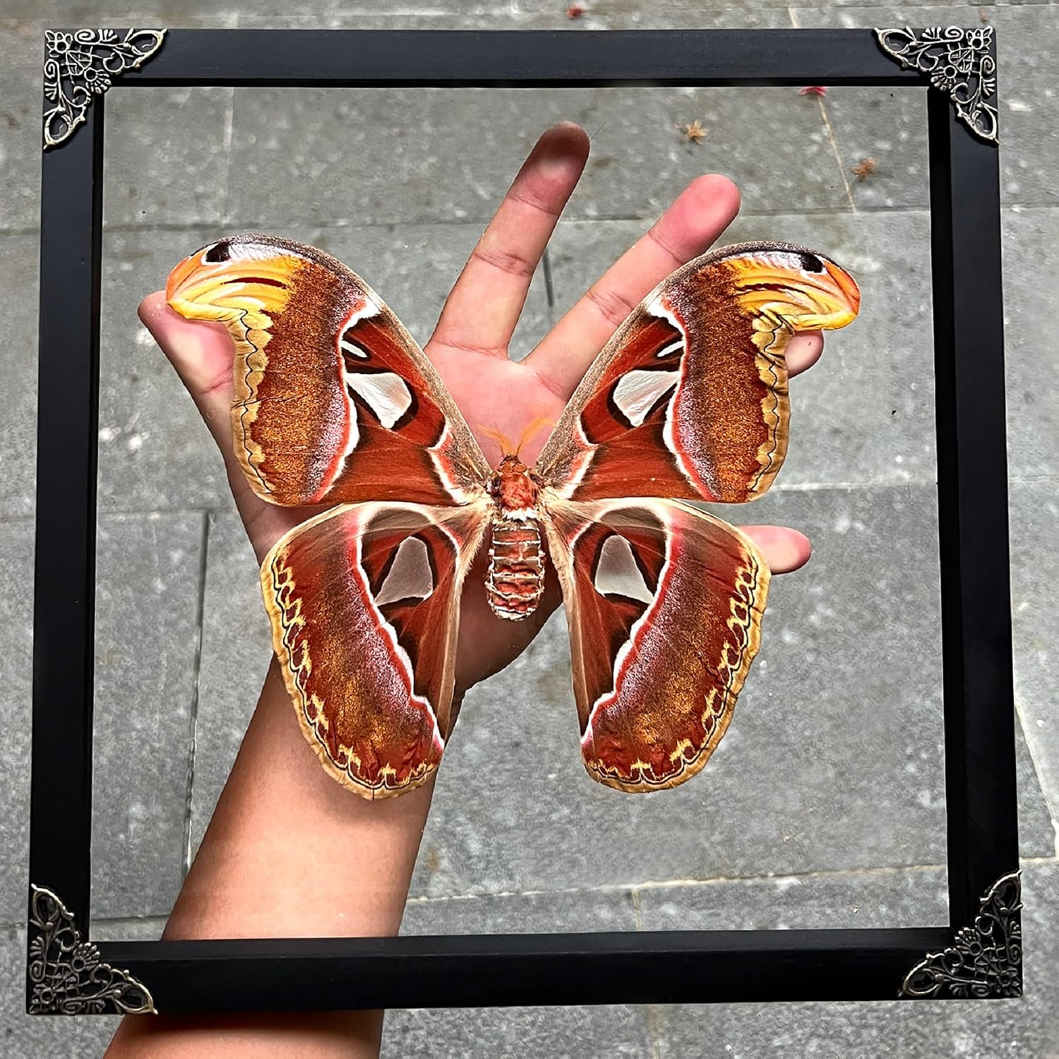 Amazon.com - Real Framed Moth Butterfly Dead Insect Dried Bug Lover ...