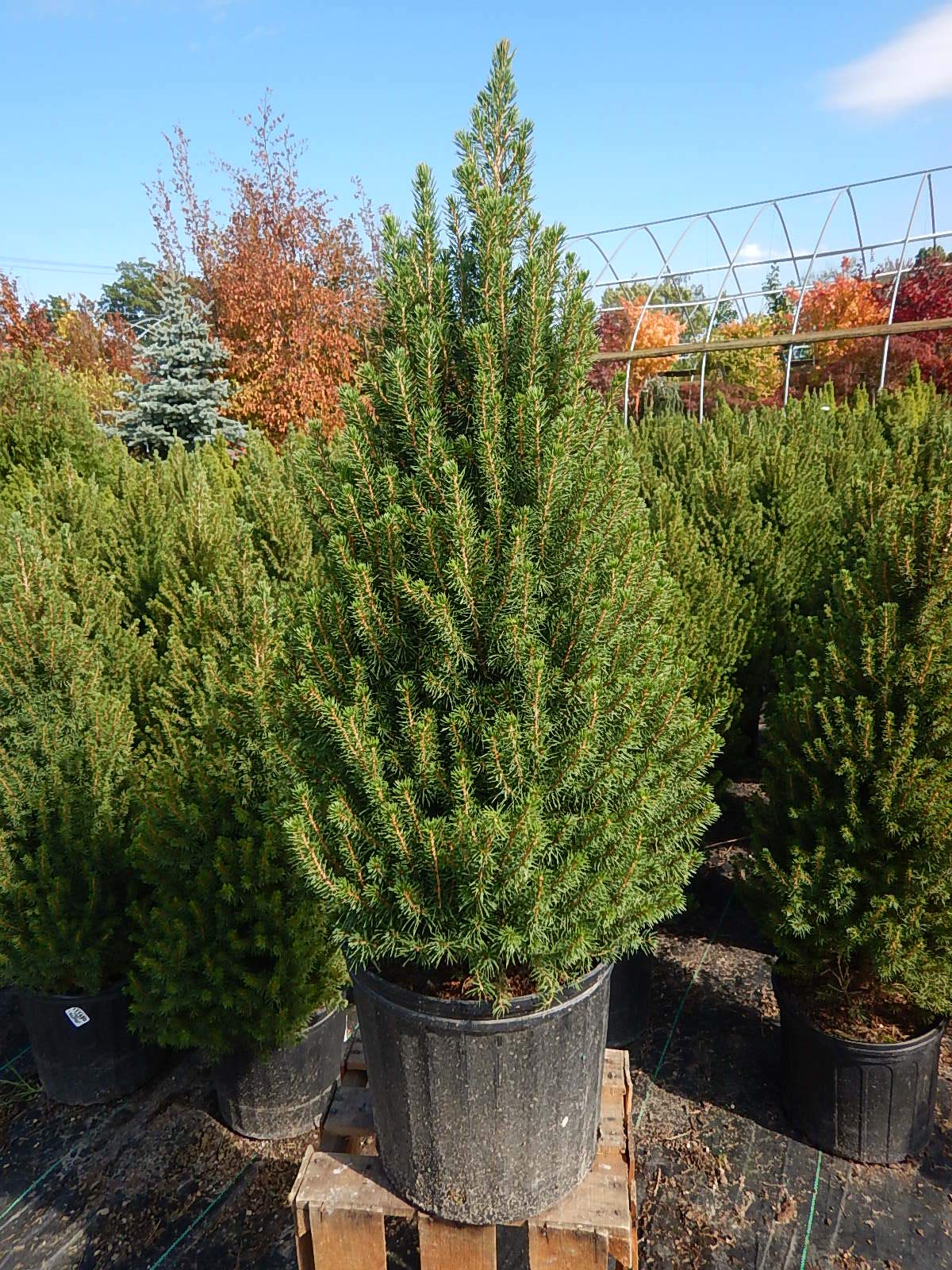 Dwarf Spruce Trees