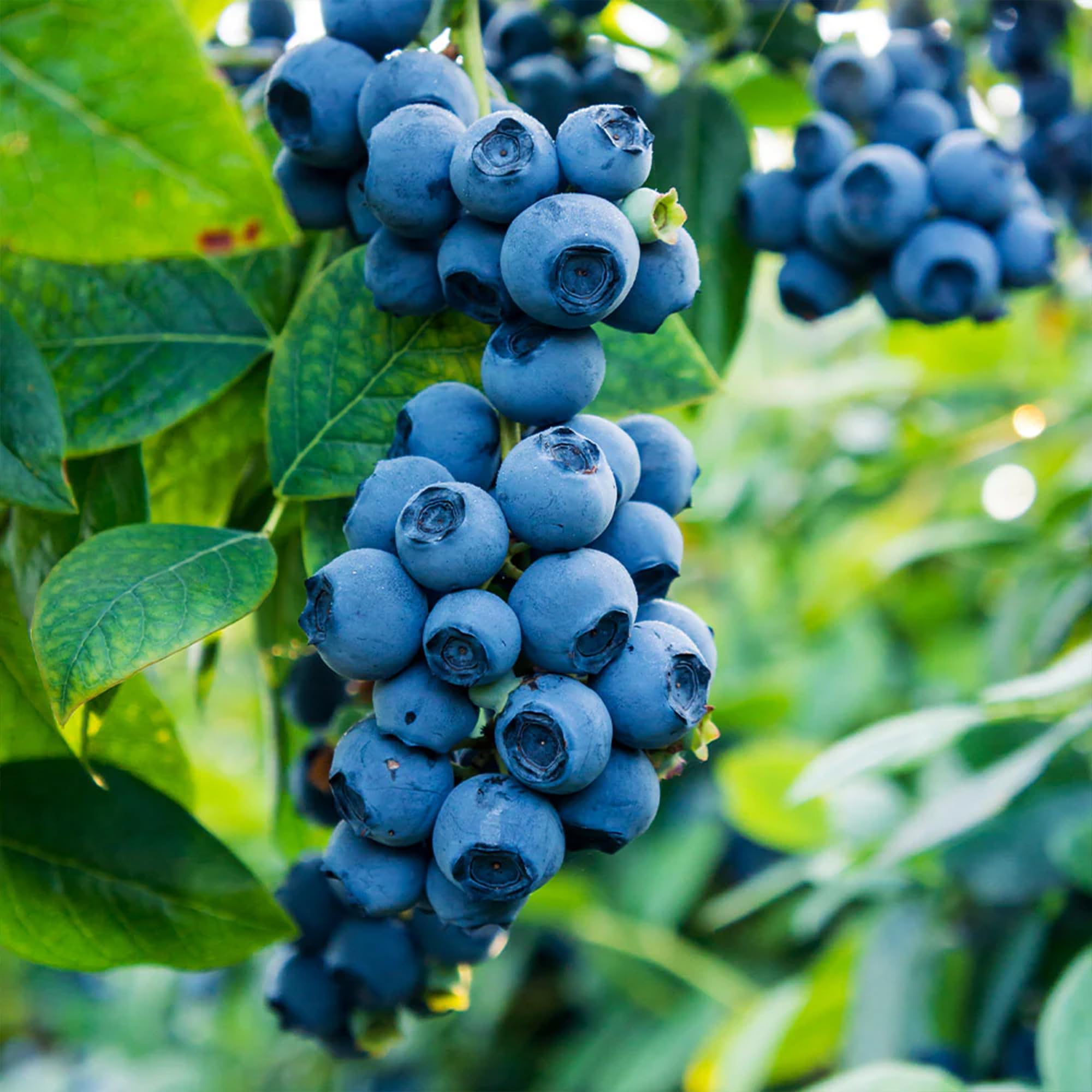 Michigan Blueberry Plant