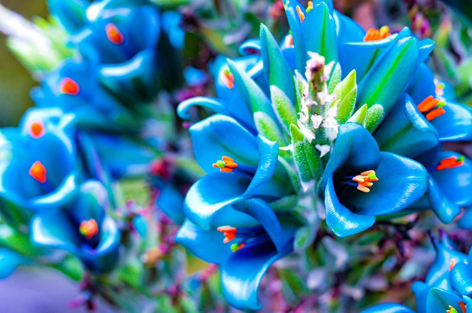 Amazon.com : 20 Sapphire Tower Seeds for Planting - Rare Flowering ...