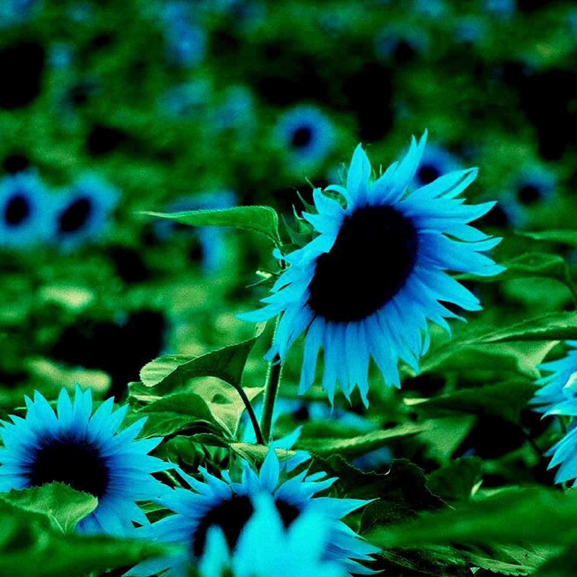 Amazon.com : CHUXAY GARDEN Rare Midnight Blue Sunflower Seed 50 Seeds ...
