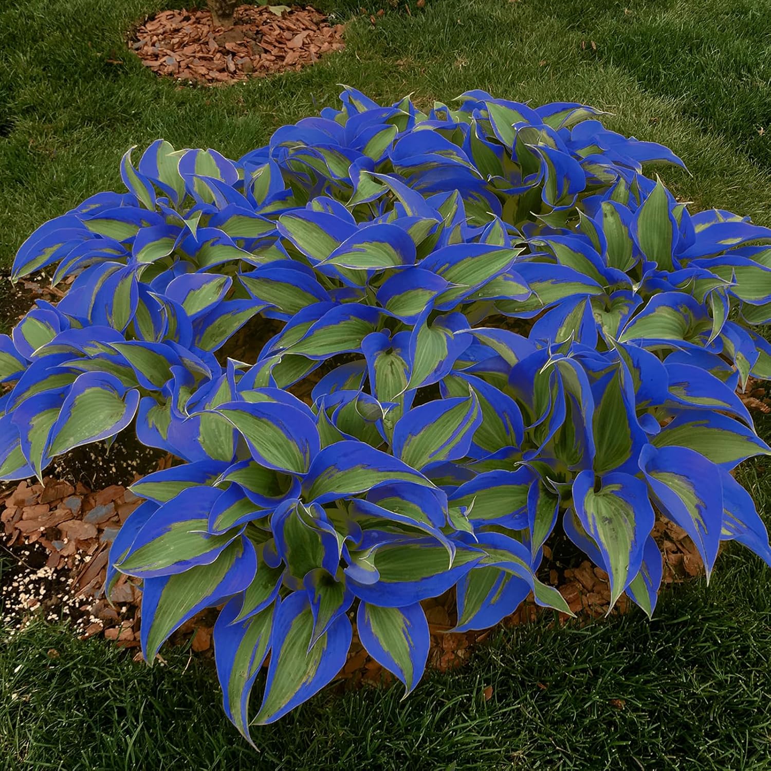 Amazon.com : Floranza Hosta Seeds – 200 Blue&Green Hosta Medium-Sized ...