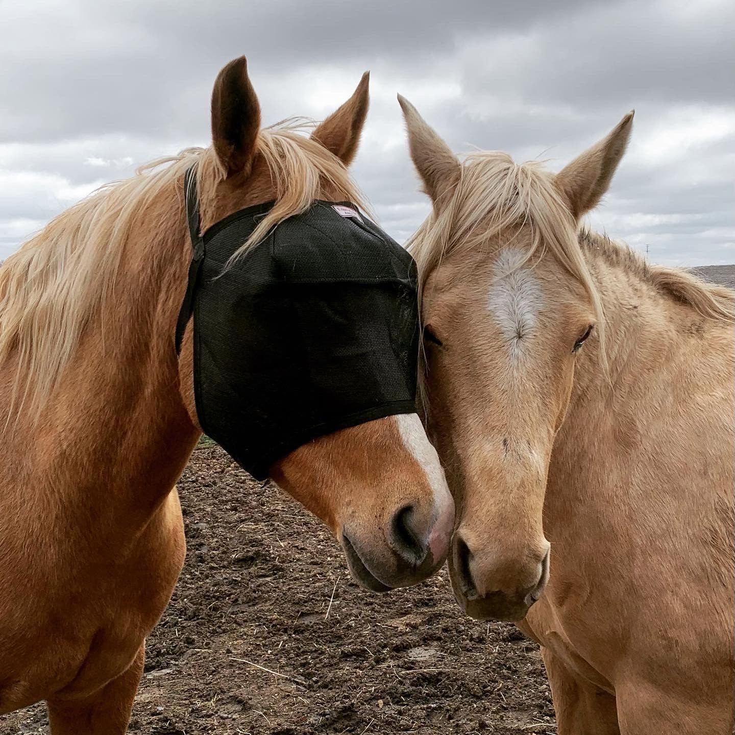 EquiVizor 95% UV Eye Protection (COB) Standard Horse Philippines | Ubuy