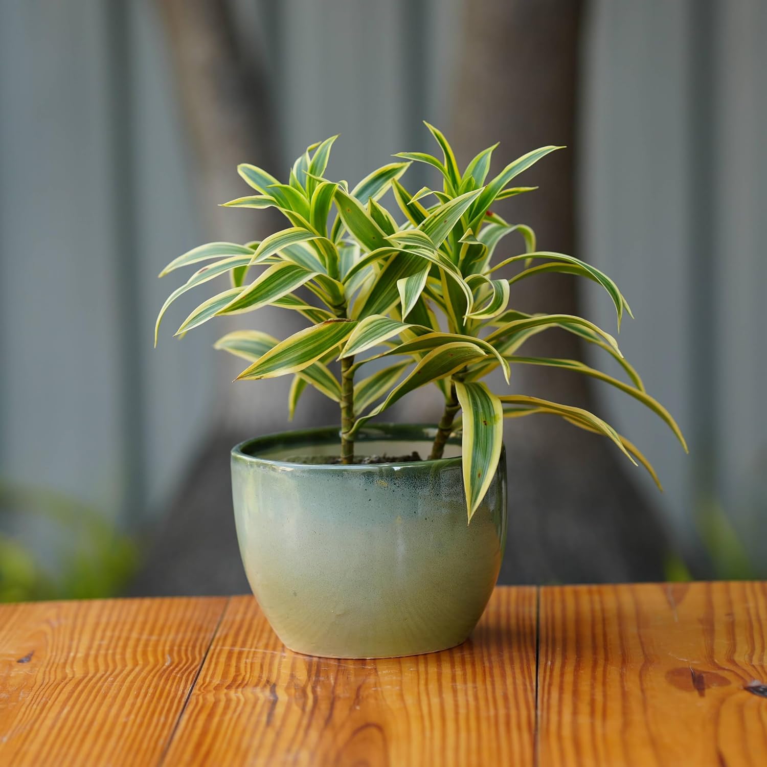 Plantlane Modern Green Glazed Ceramic Planter/Pot for Plants (Medium ...