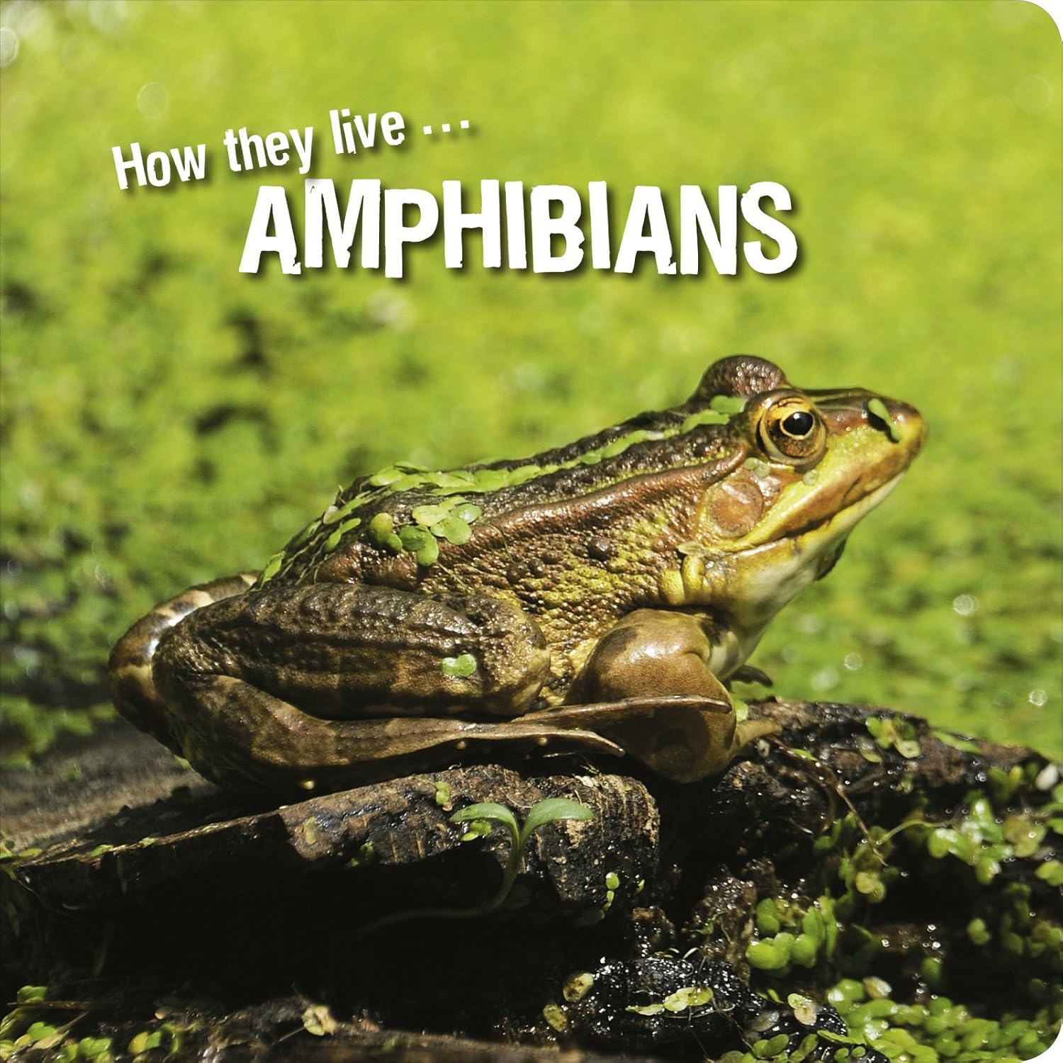 Amazon.com: How they live... Amphibians: Learn All There Is to Know ...