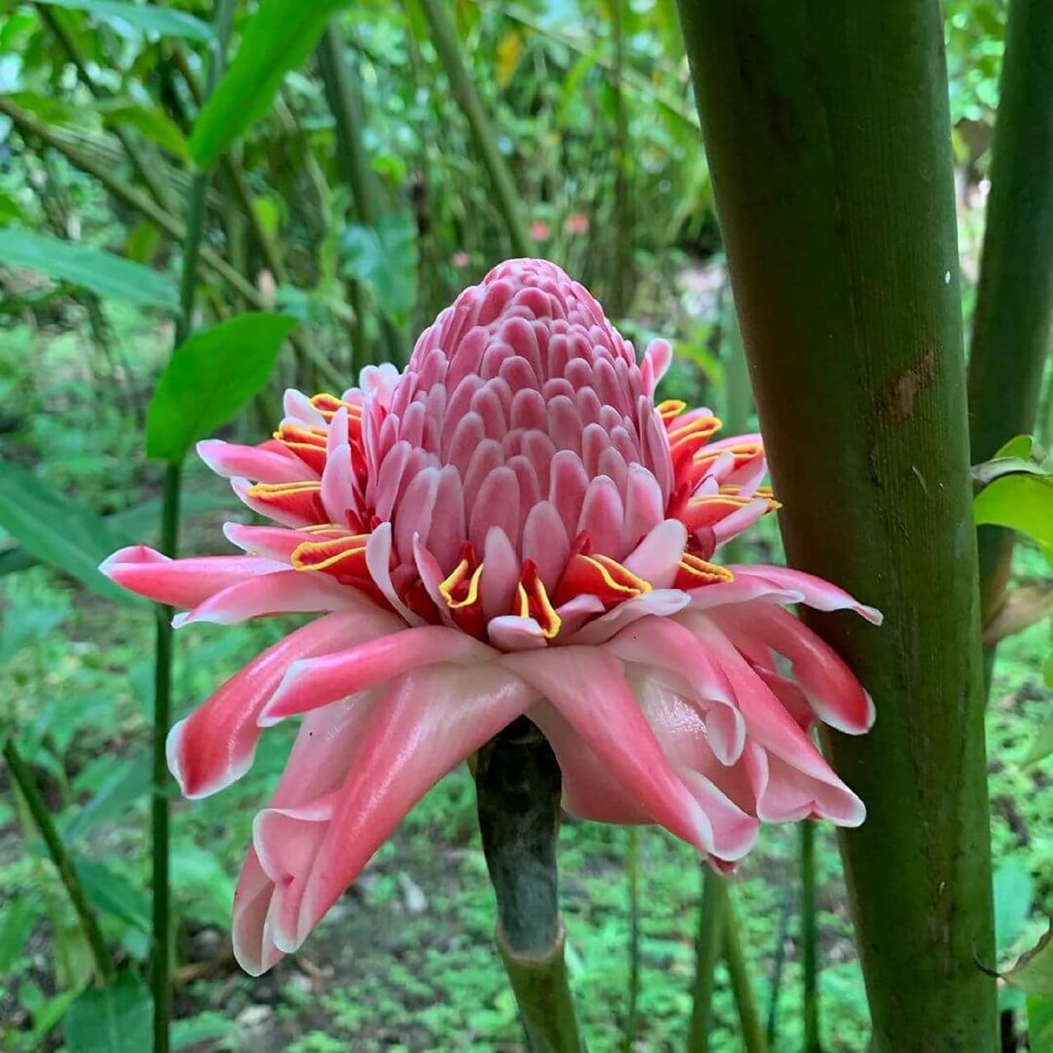 Amazon.com : CHUXAY GARDEN Pink Etlingera Elatior Seed 10 Seeds ...